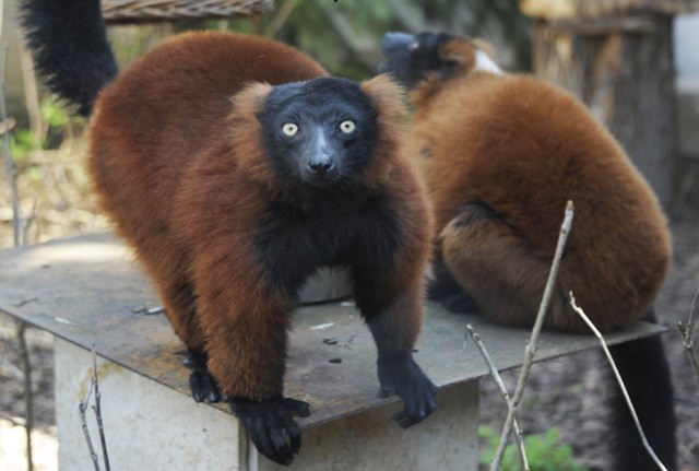 Társat kapott a Nyíregyházi Állatpark vörös vari hölgye! - Sostozoo
